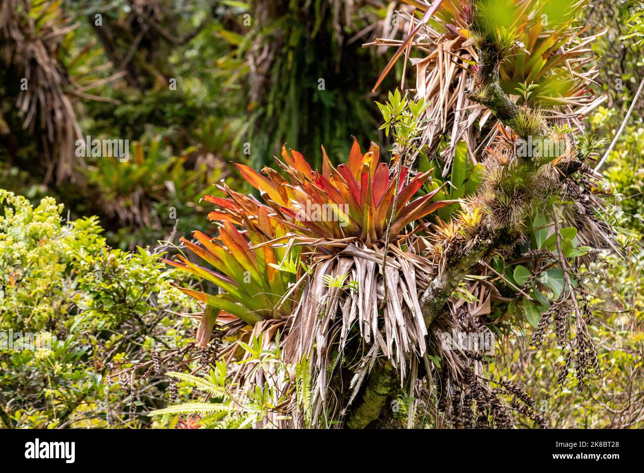 Jungle path to the Lost Waterfalls in Boquete, Panama Stock Photo - Alamy