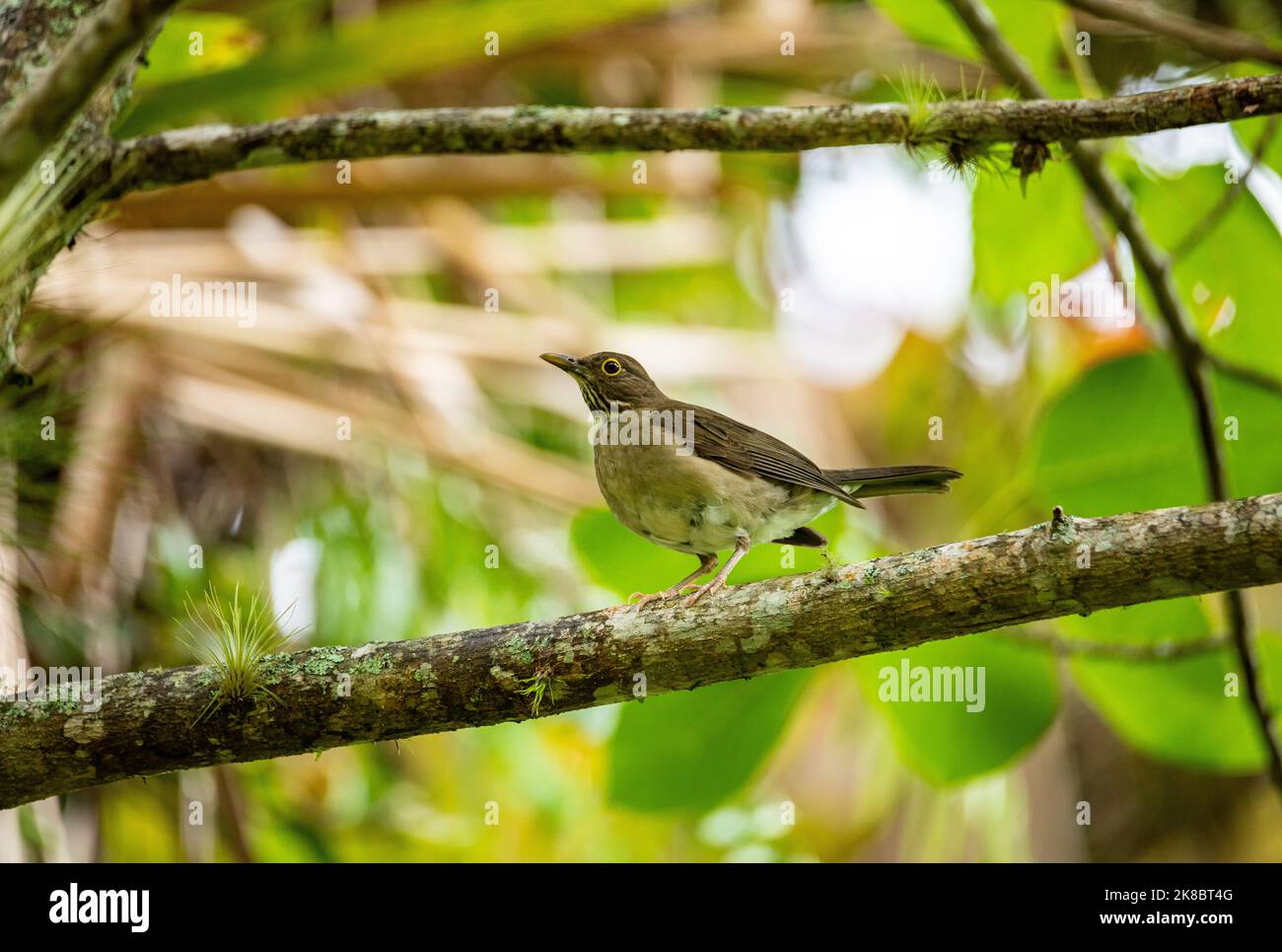 Jungle path to the Lost Waterfalls in Boquete, Panama Stock Photo - Alamy