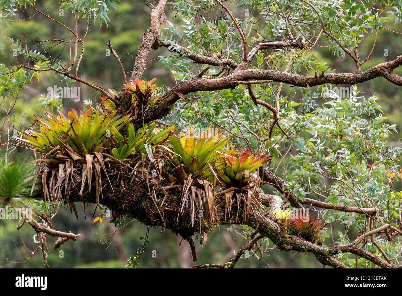 Jungle path to the Lost Waterfalls in Boquete, Panama Stock Photo - Alamy