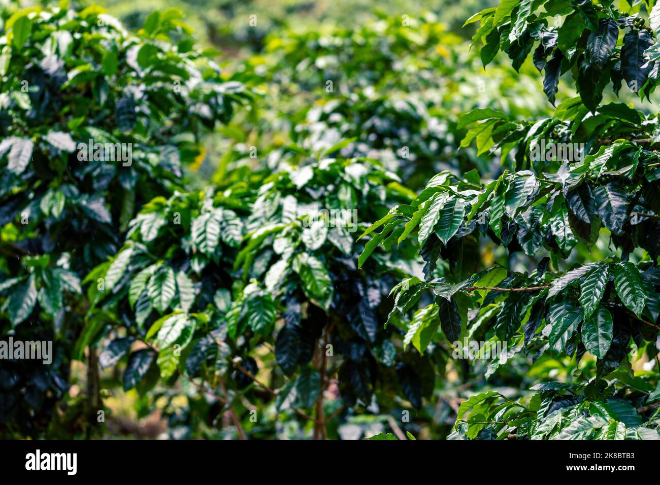 Coffee plantation, raw green coffee beans and leaves, in Boquete ...