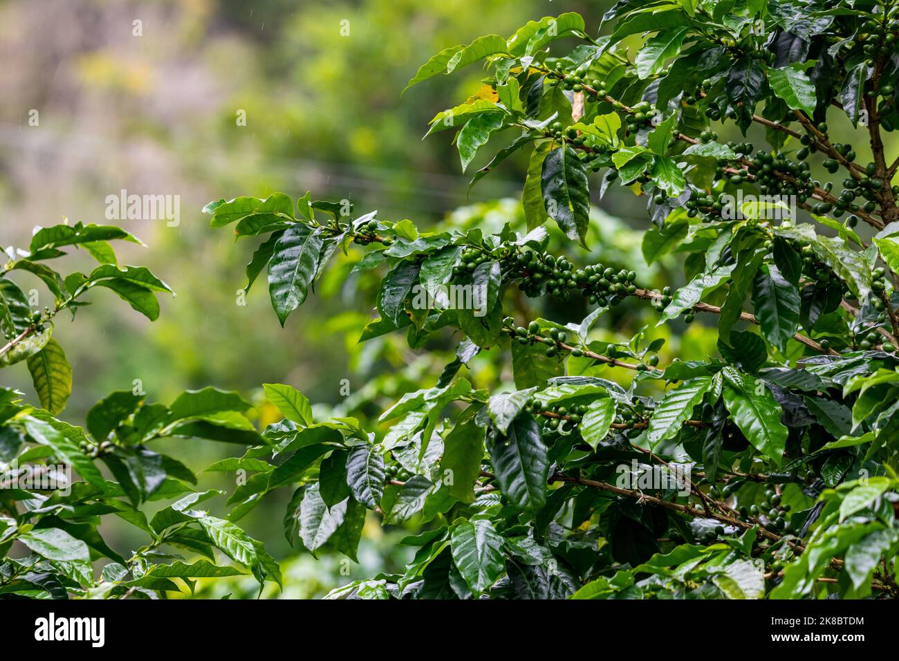 Coffee plantation, raw green coffee beans and leaves, in Boquete ...