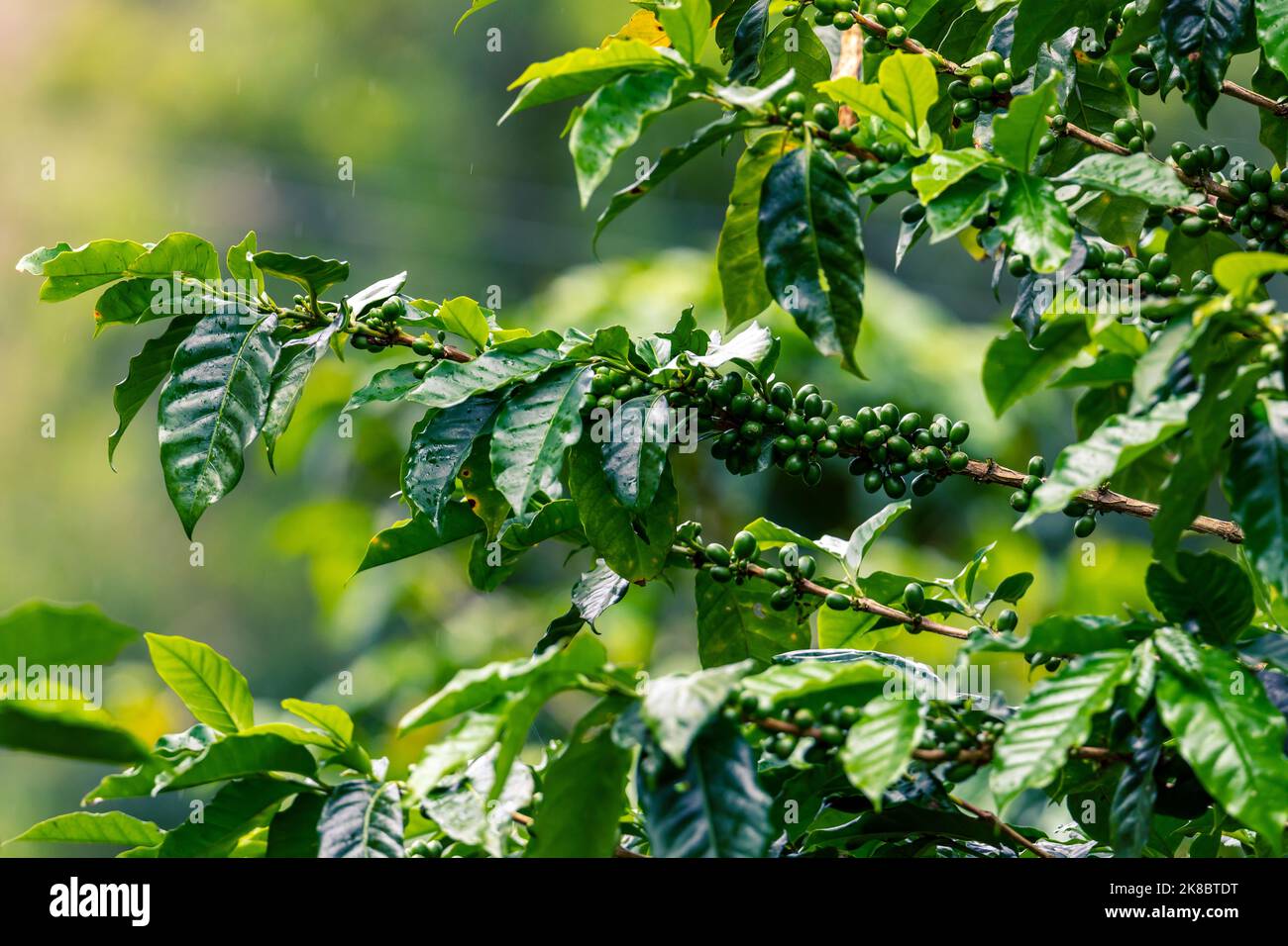 Coffee plantation, raw green coffee beans and leaves, in Boquete ...