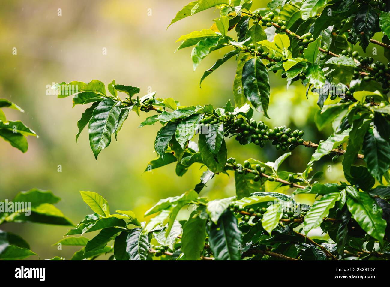 Coffee plantation, raw green coffee beans and leaves, in Boquete ...