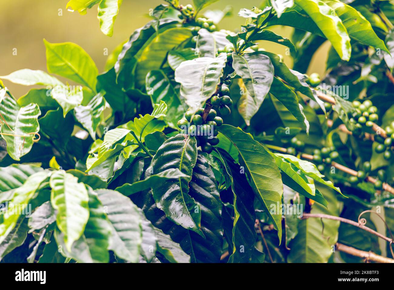 Coffee plantation, raw green coffee beans and leaves, in Boquete ...