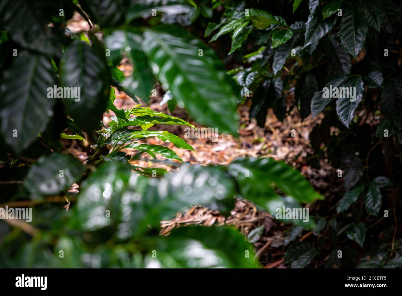 Coffee plantation, raw green coffee beans and leaves, in Boquete ...