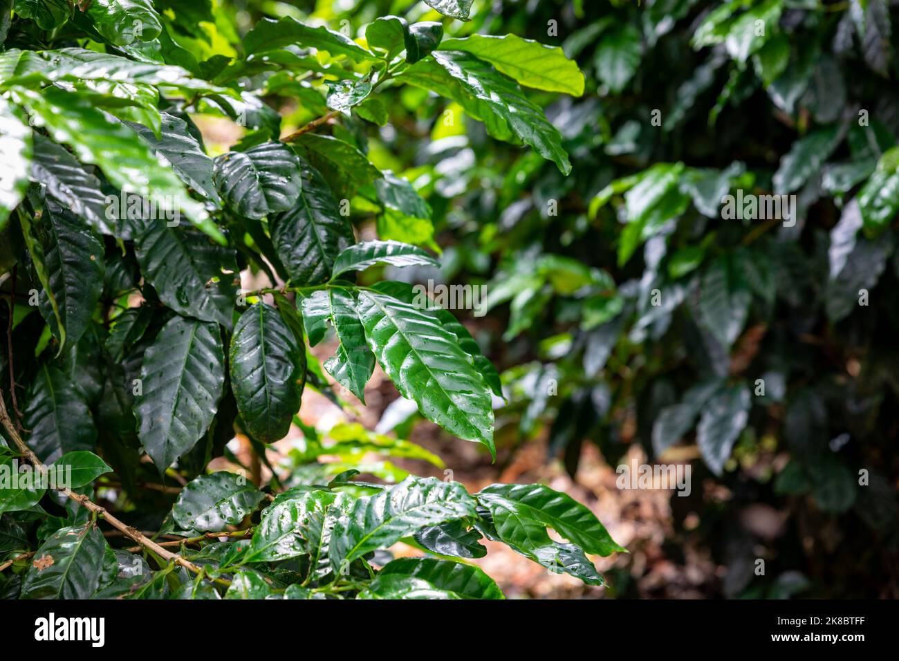 Coffee plantation, raw green coffee beans and leaves, in Boquete ...