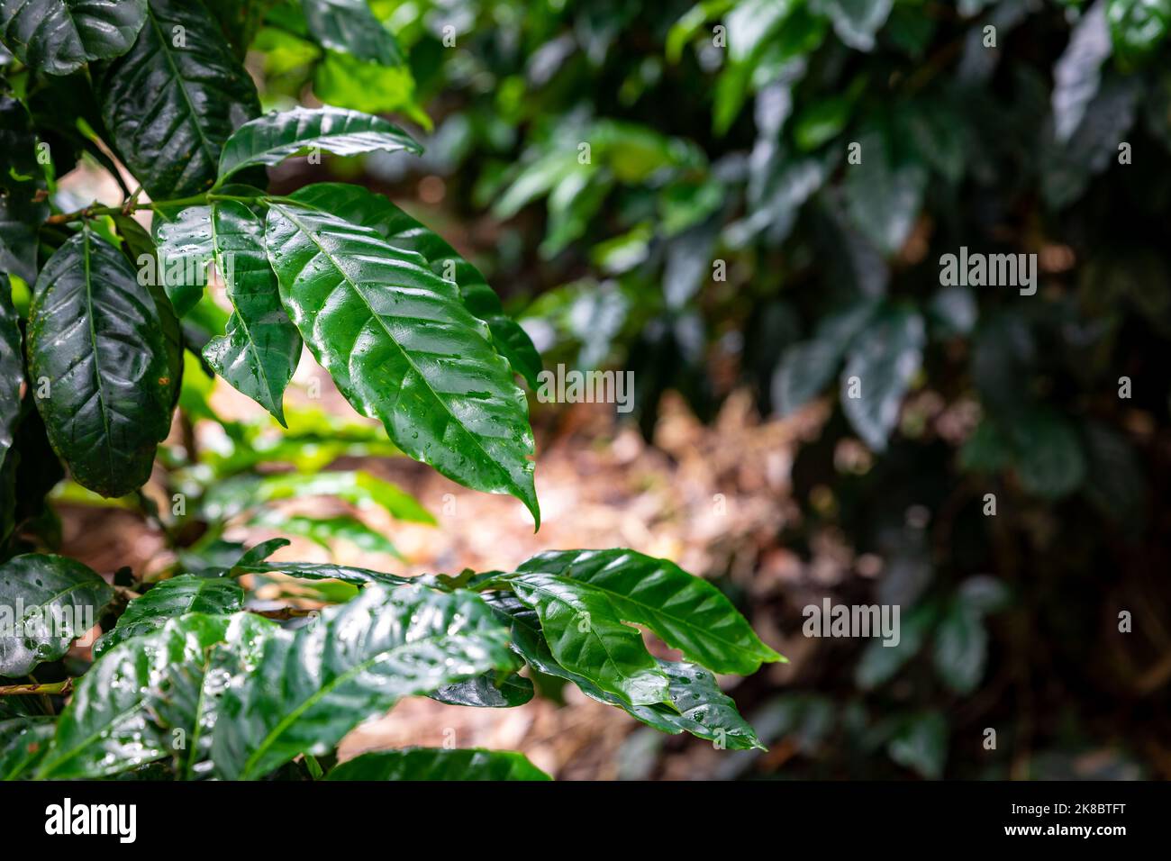 Coffee plantation, raw green coffee beans and leaves, in Boquete ...