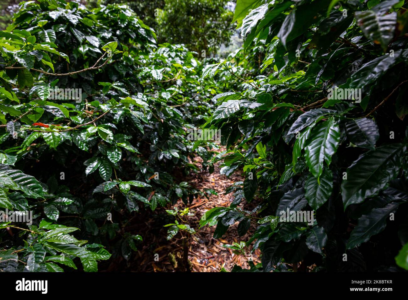 Coffee plantation, raw green coffee beans and leaves, in Boquete ...