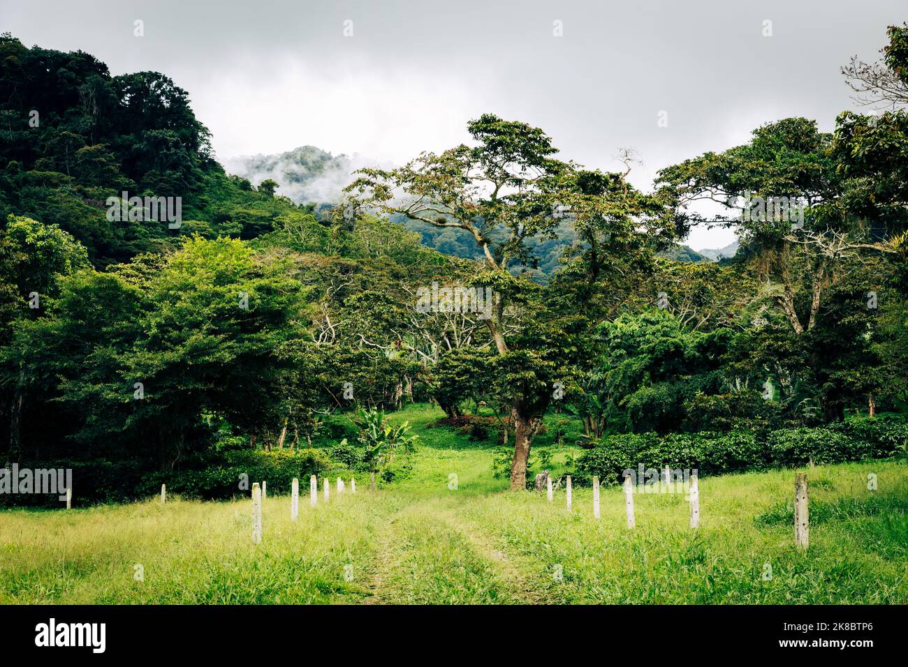 Jungle path to the Lost Waterfalls in Boquete, Panama Stock Photo - Alamy