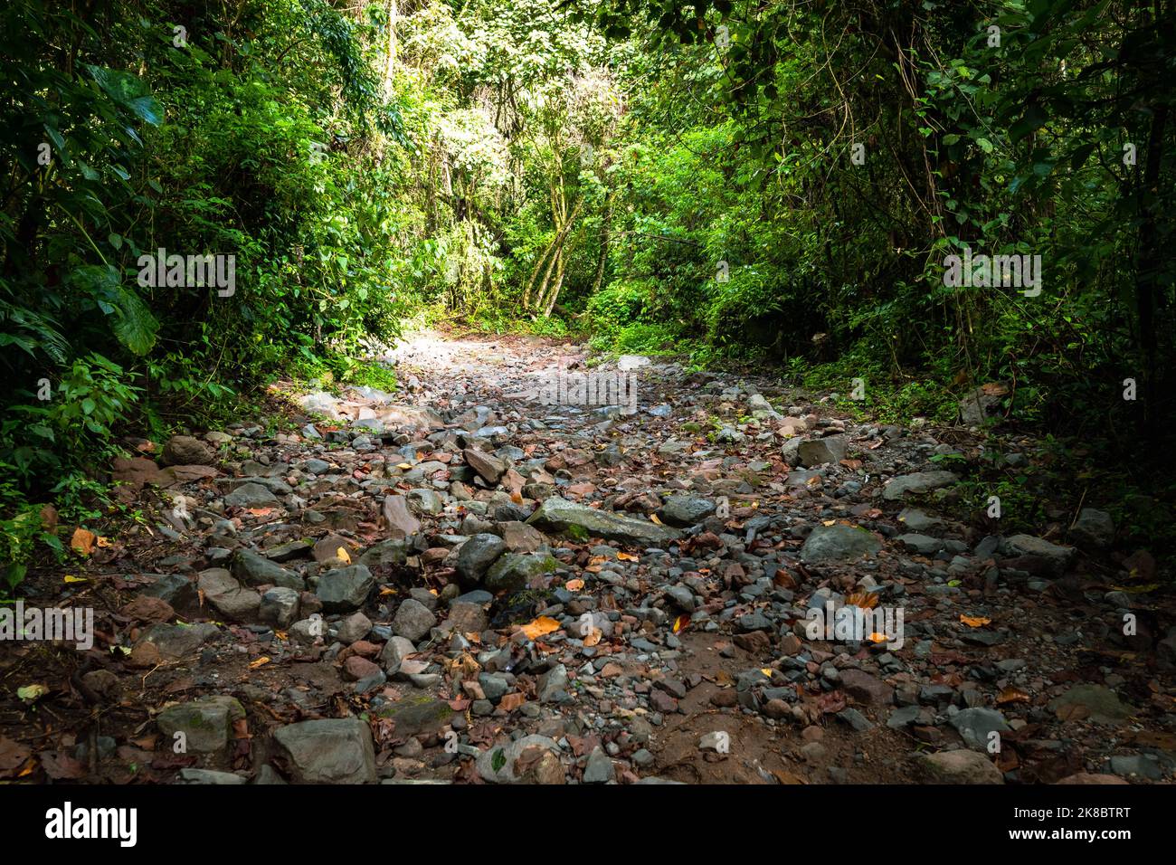 Jungle path to the Lost Waterfalls in Boquete, Panama Stock Photo - Alamy