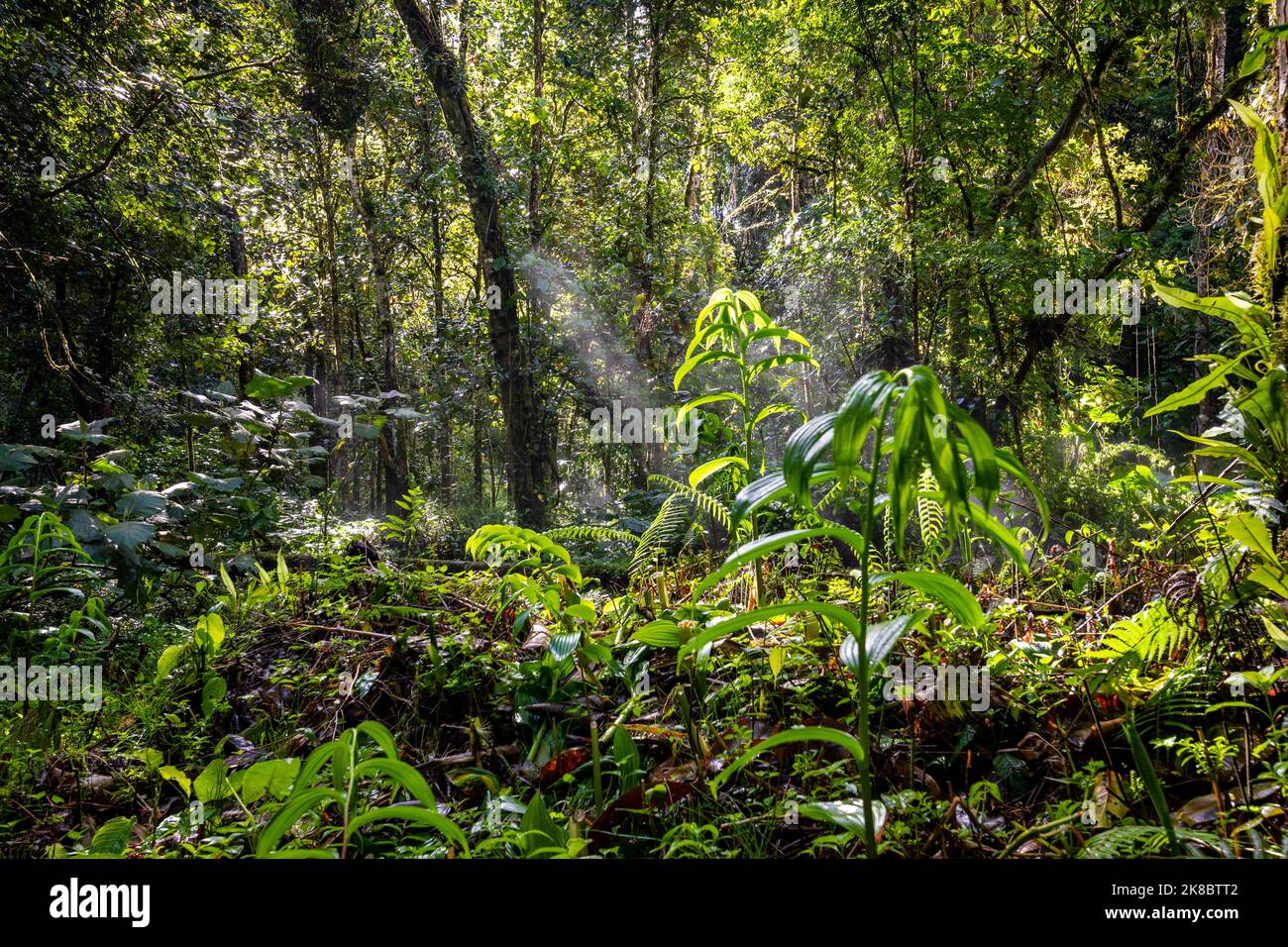 Jungle path to the Lost Waterfalls in Boquete, Panama Stock Photo - Alamy