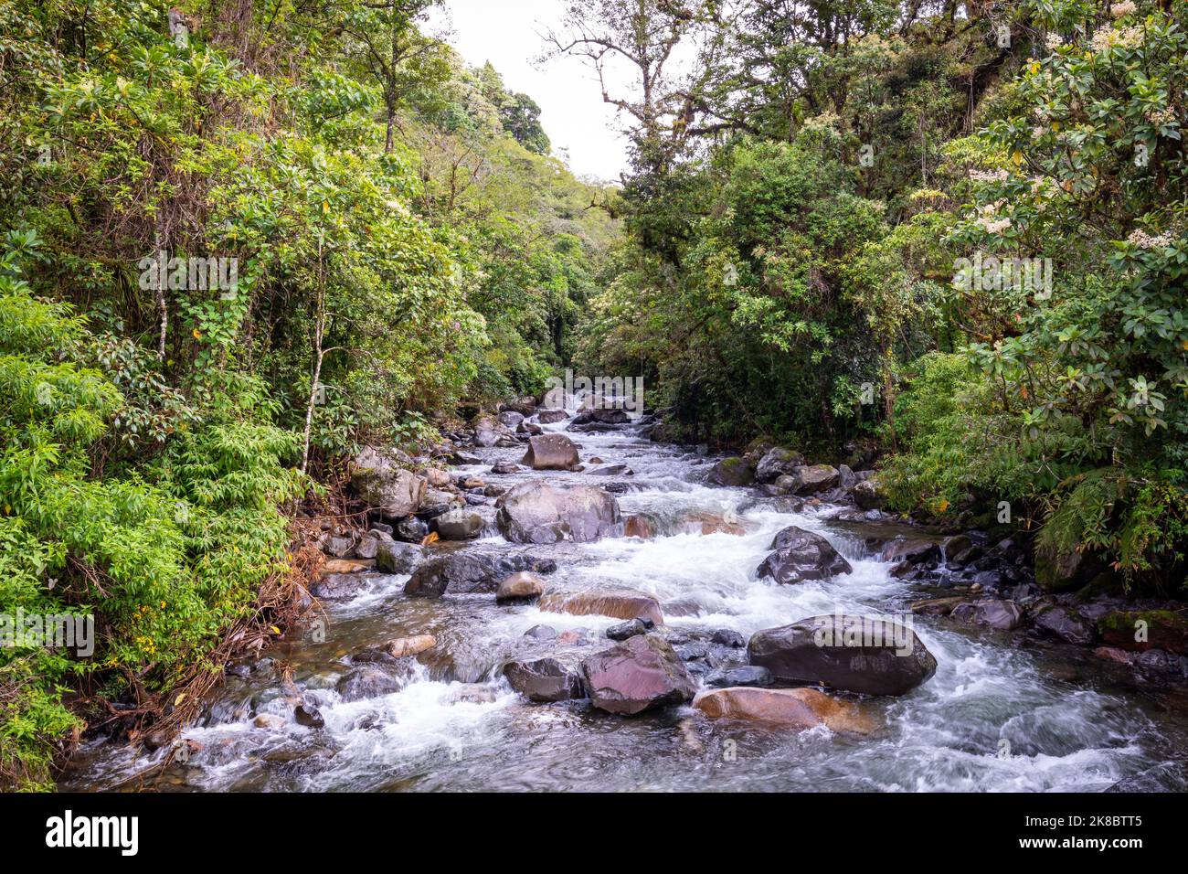 Jungle path to the Lost Waterfalls in Boquete, Panama Stock Photo - Alamy