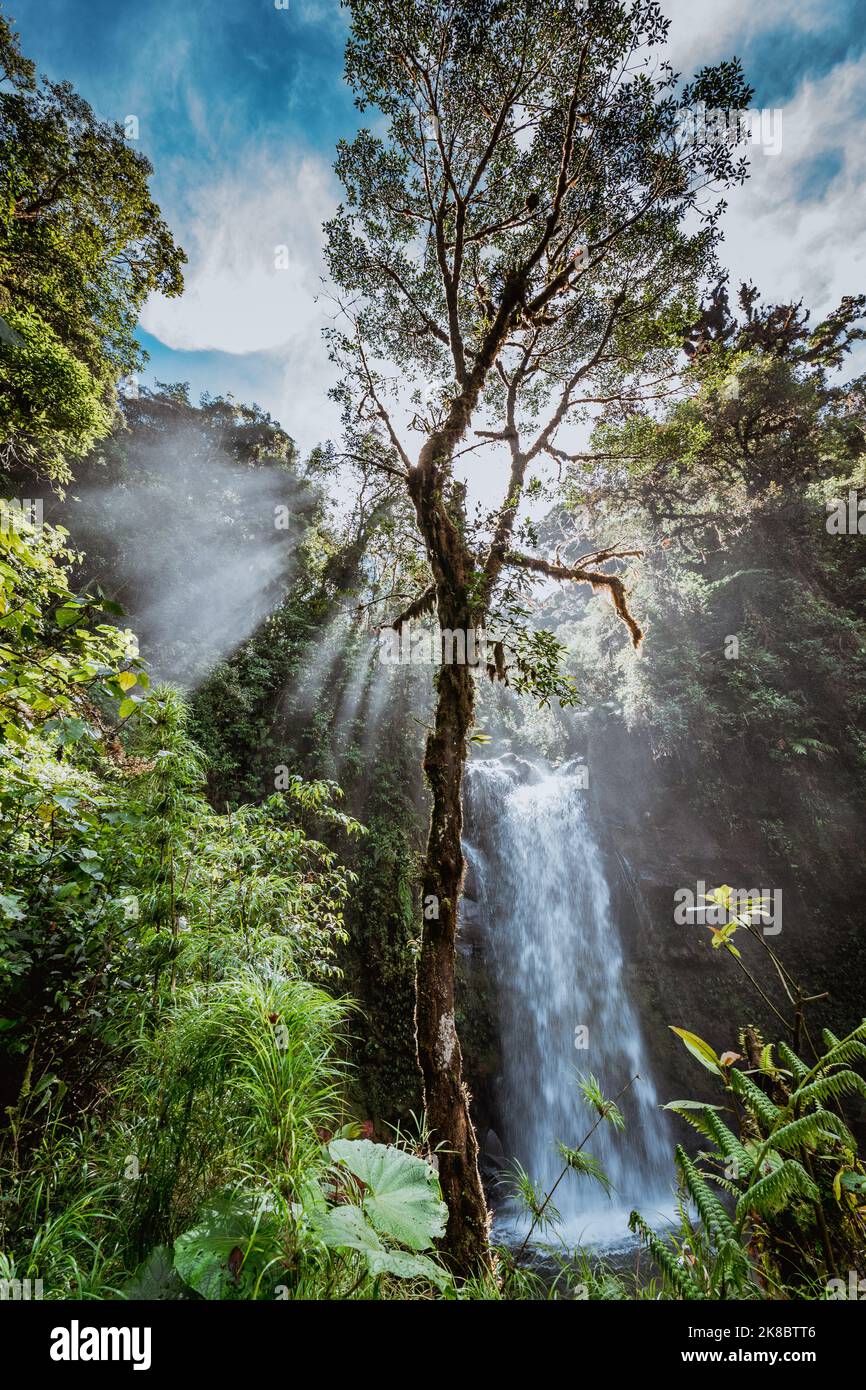 Jungle path to the Lost Waterfalls in Boquete, Panama Stock Photo - Alamy