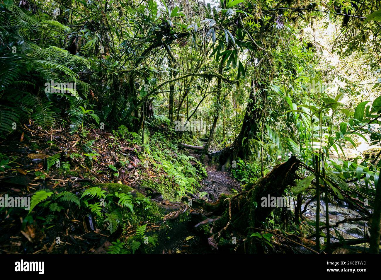 Jungle path to the Lost Waterfalls in Boquete, Panama Stock Photo - Alamy