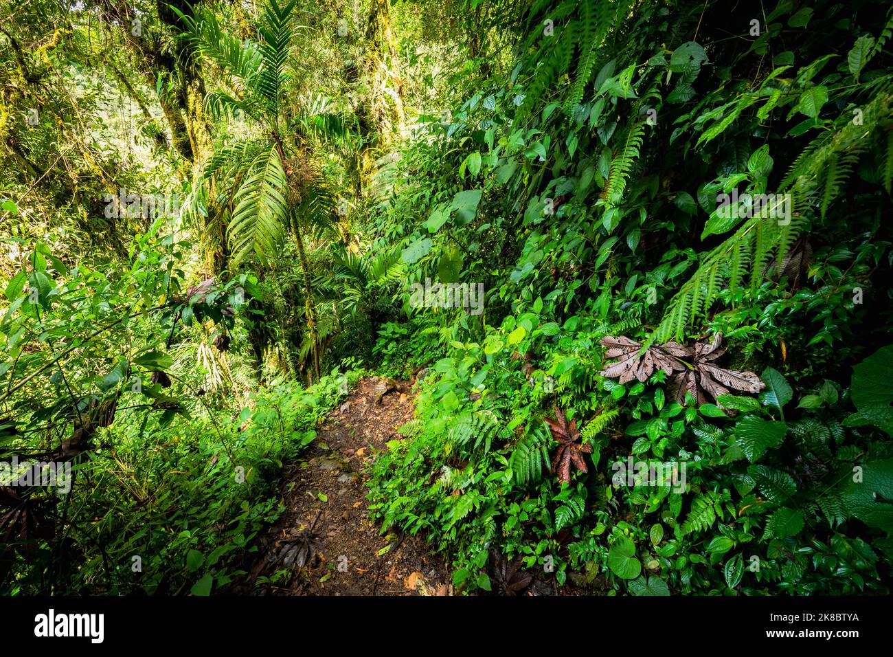 Jungle path to the Lost Waterfalls in Boquete, Panama Stock Photo - Alamy