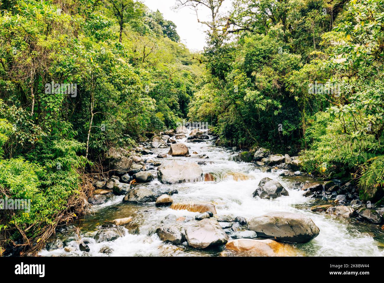 Jungle path to the Lost Waterfalls in Boquete, Panama Stock Photo - Alamy