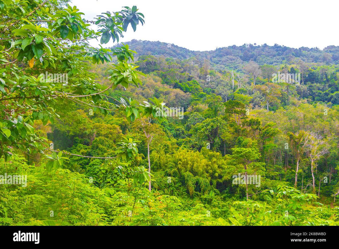 Beautiful natural landscape and tropical forest in Sakhu Thalang on ...