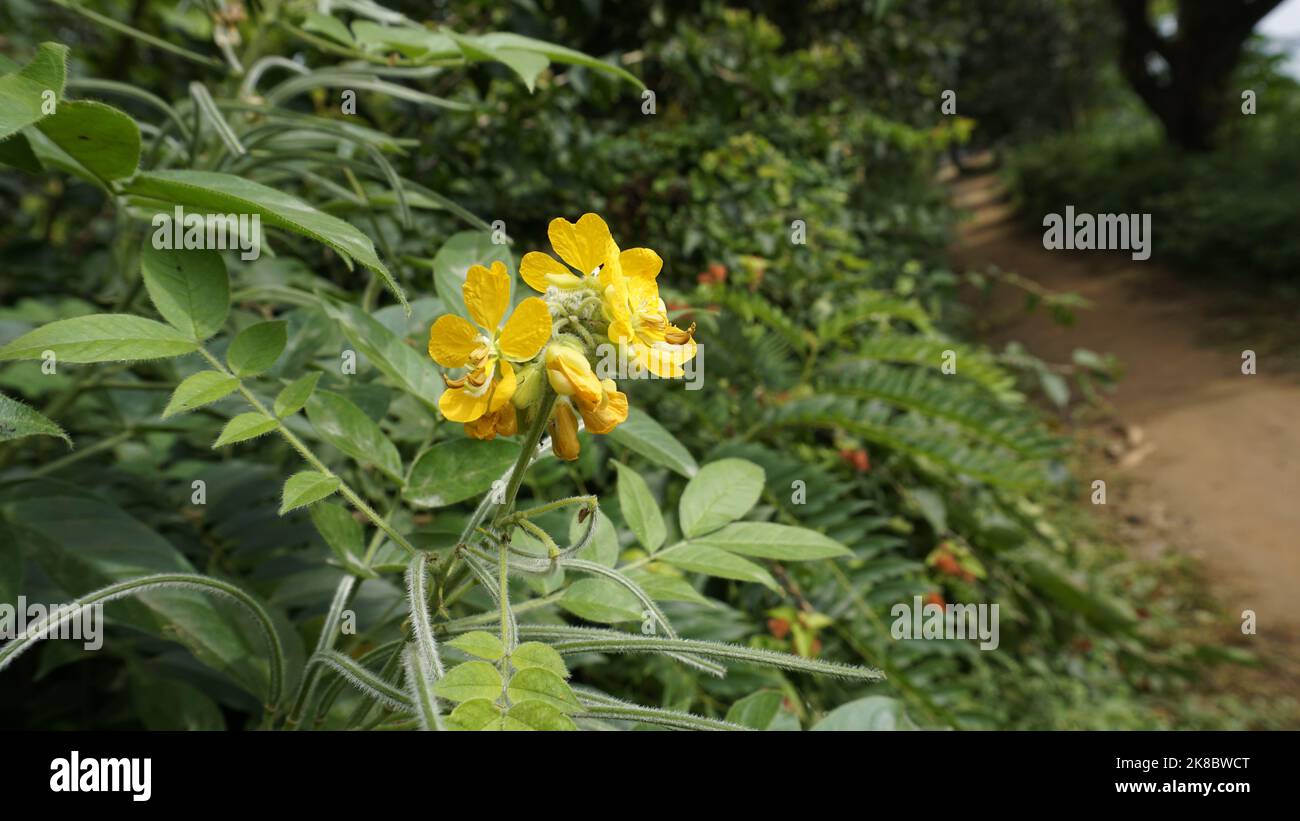 Beautiful yellow flowers of Senna hirsuta also known as Woolly or Hairy ...