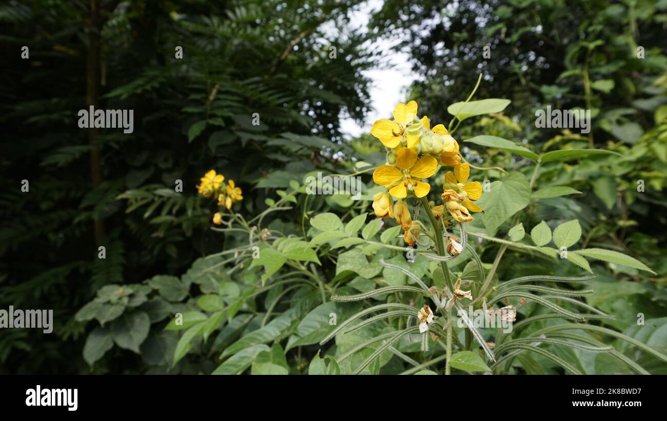 Beautiful yellow flowers of Senna hirsuta also known as Woolly or Hairy ...