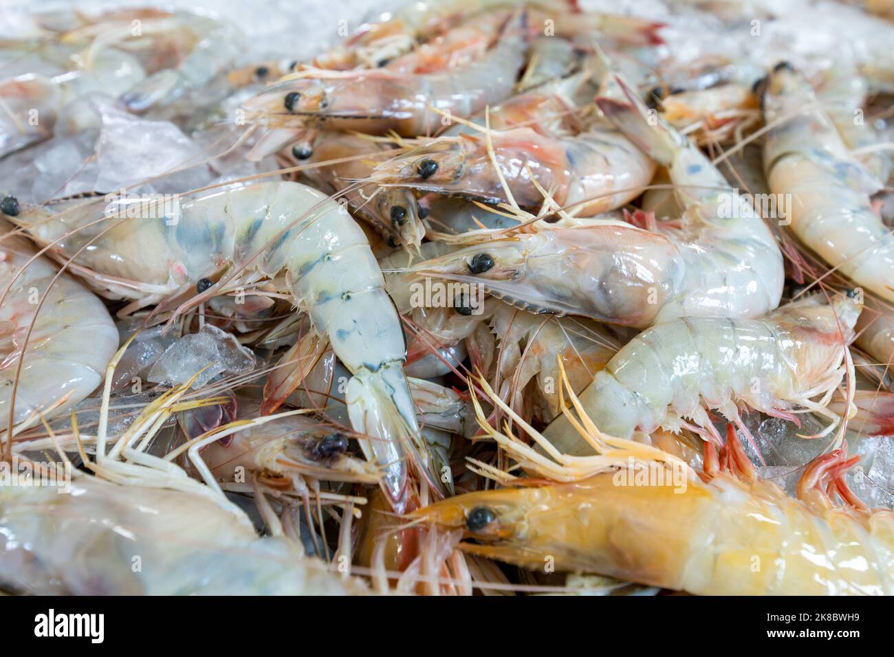 Seafood on ice at the fish market in Panama City, Panama Stock Photo ...