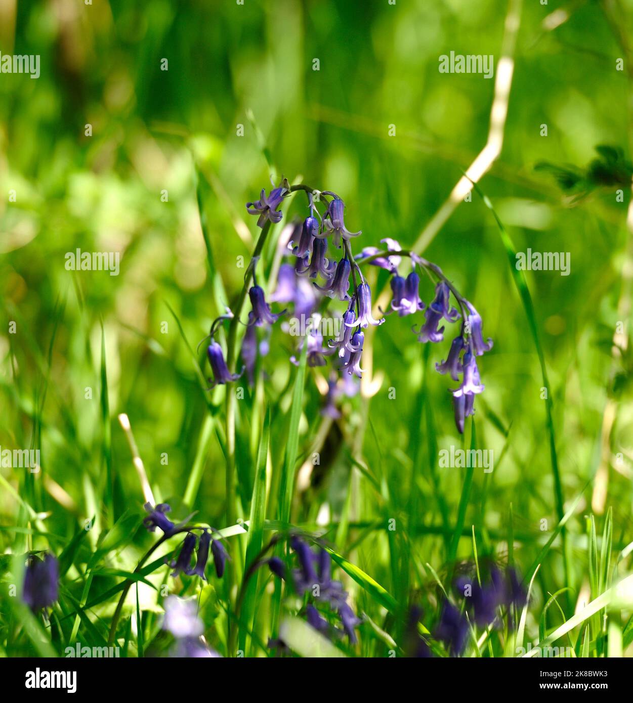 Native English Hyacinthoides in an ancient Woodland Stock Photo - Alamy