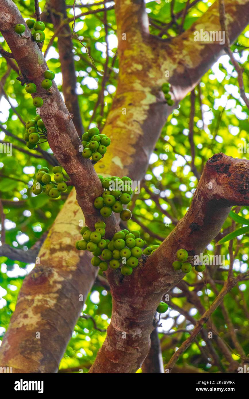 Tropical nature with palm trees flowers plants in jungle forest in ...