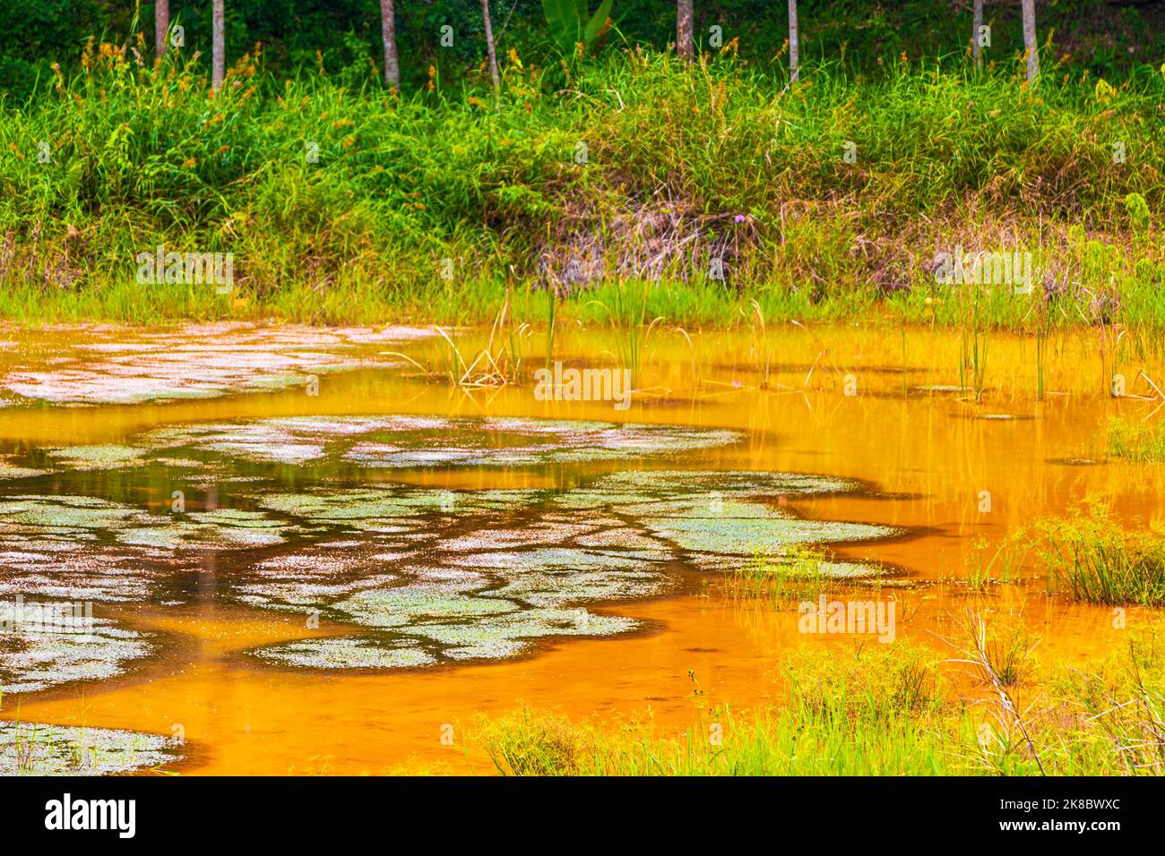 Beautiful natural landscape and tropical forest with swamp sump bog in ...