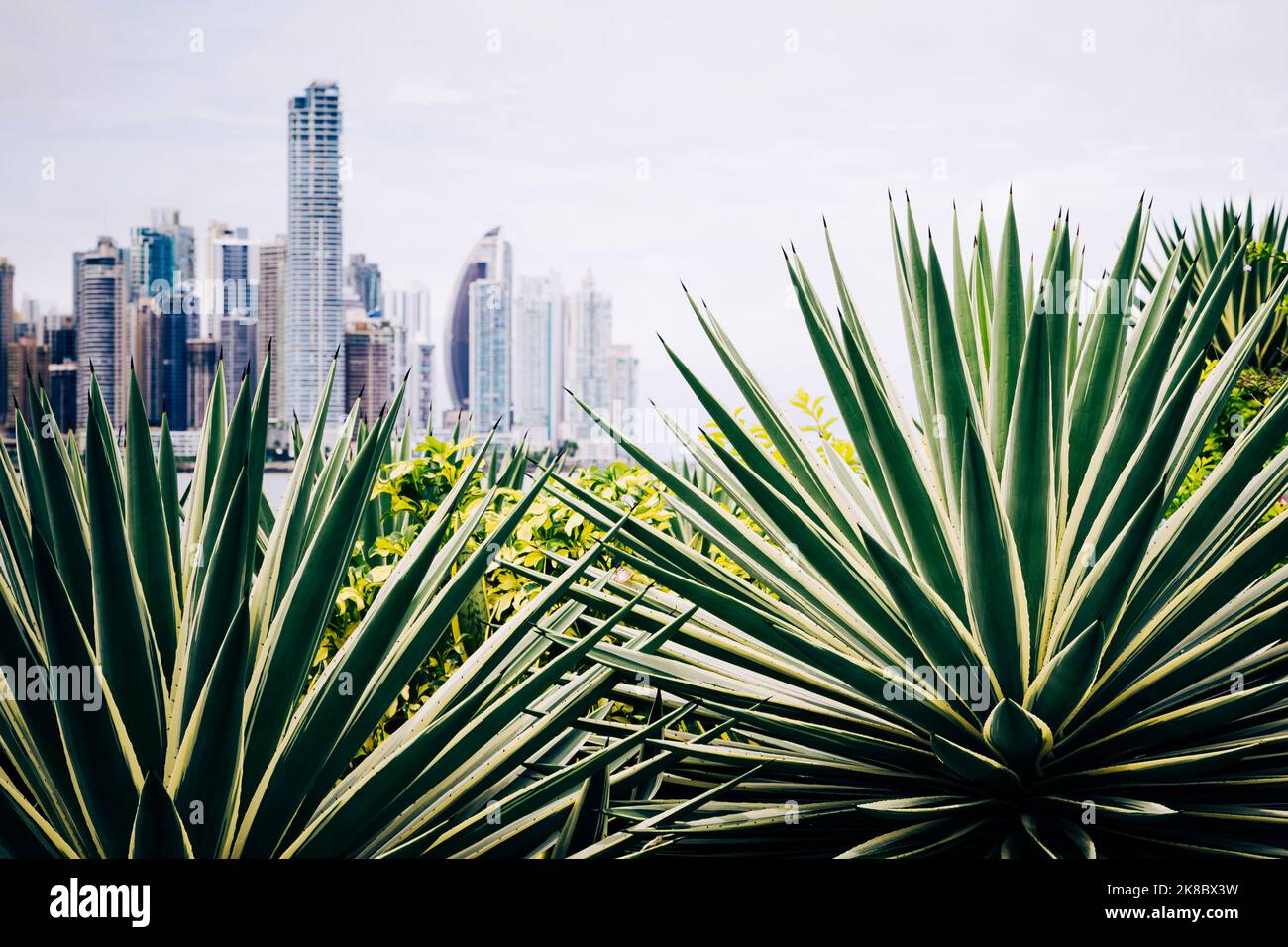 Skyscrapers in Panama City, skyline on a background. Popular tourist ...