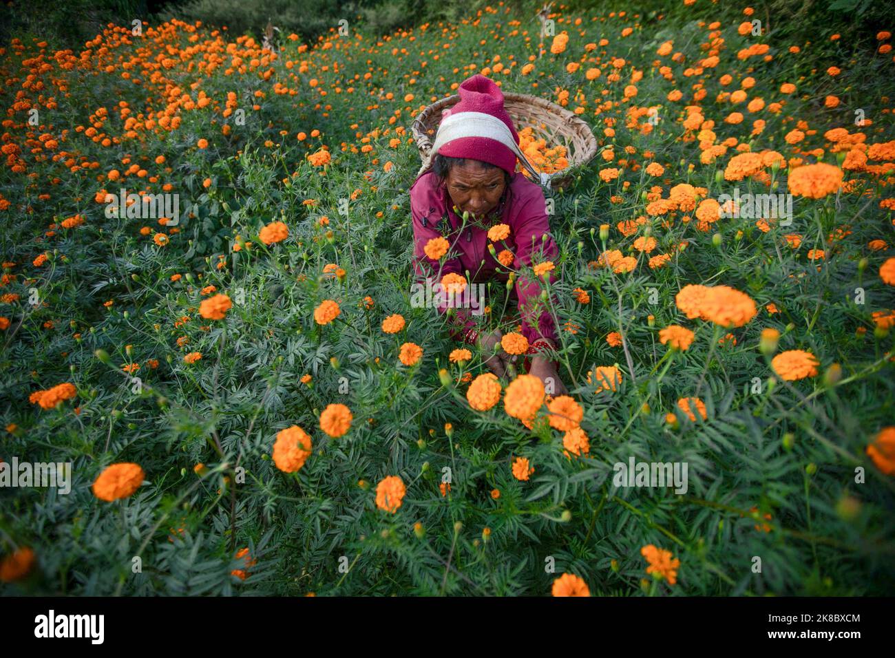 A woman picks marigold flowers to be used during the Tihar festival ...