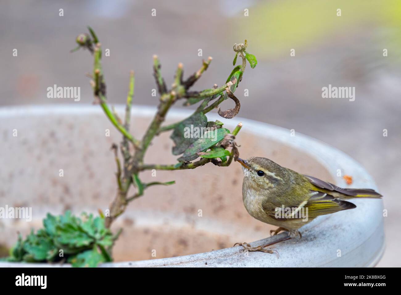 A Leaf Warbler eating insects from a tree Stock Photo - Alamy