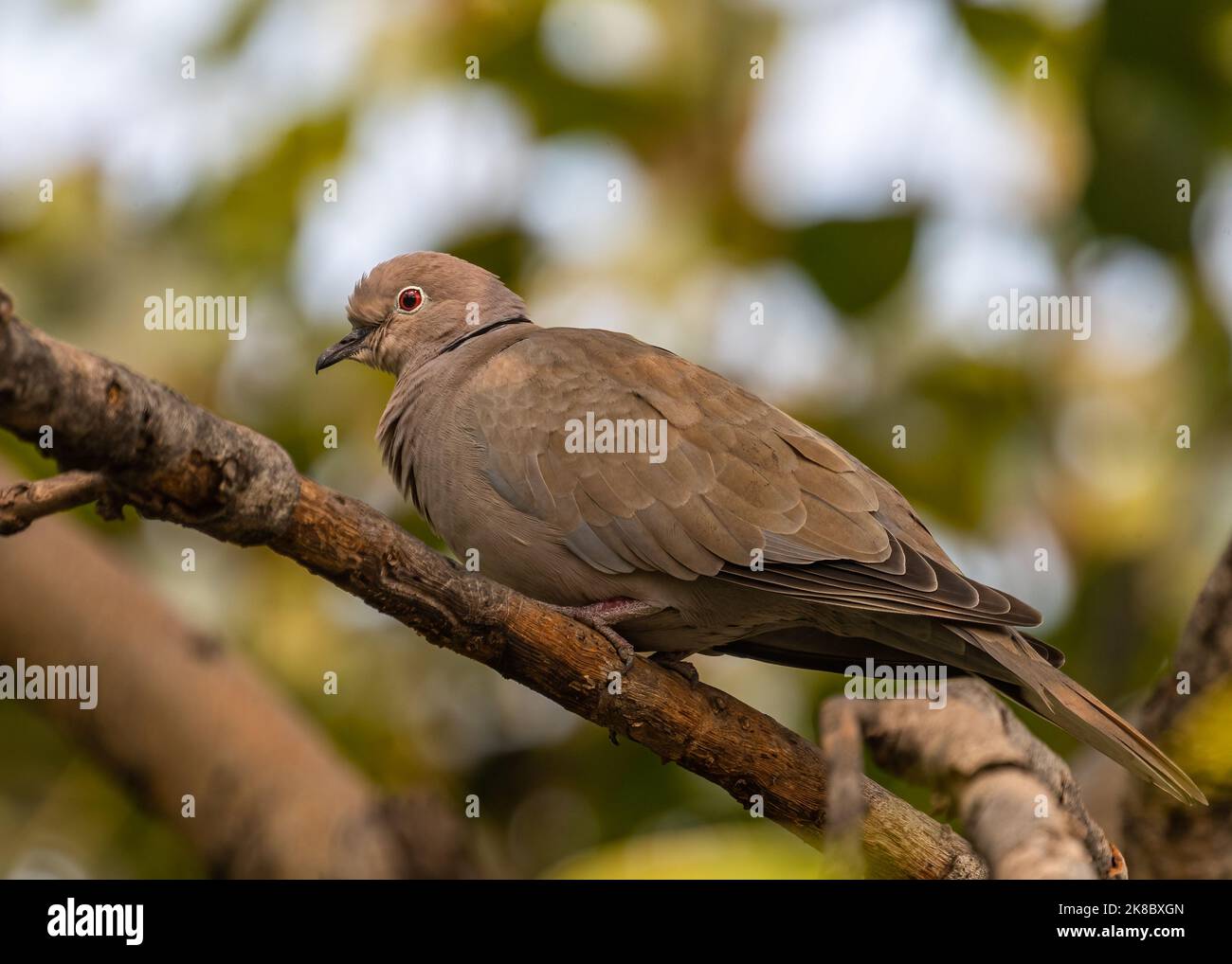 Dove looking back hi-res stock photography and images - Alamy