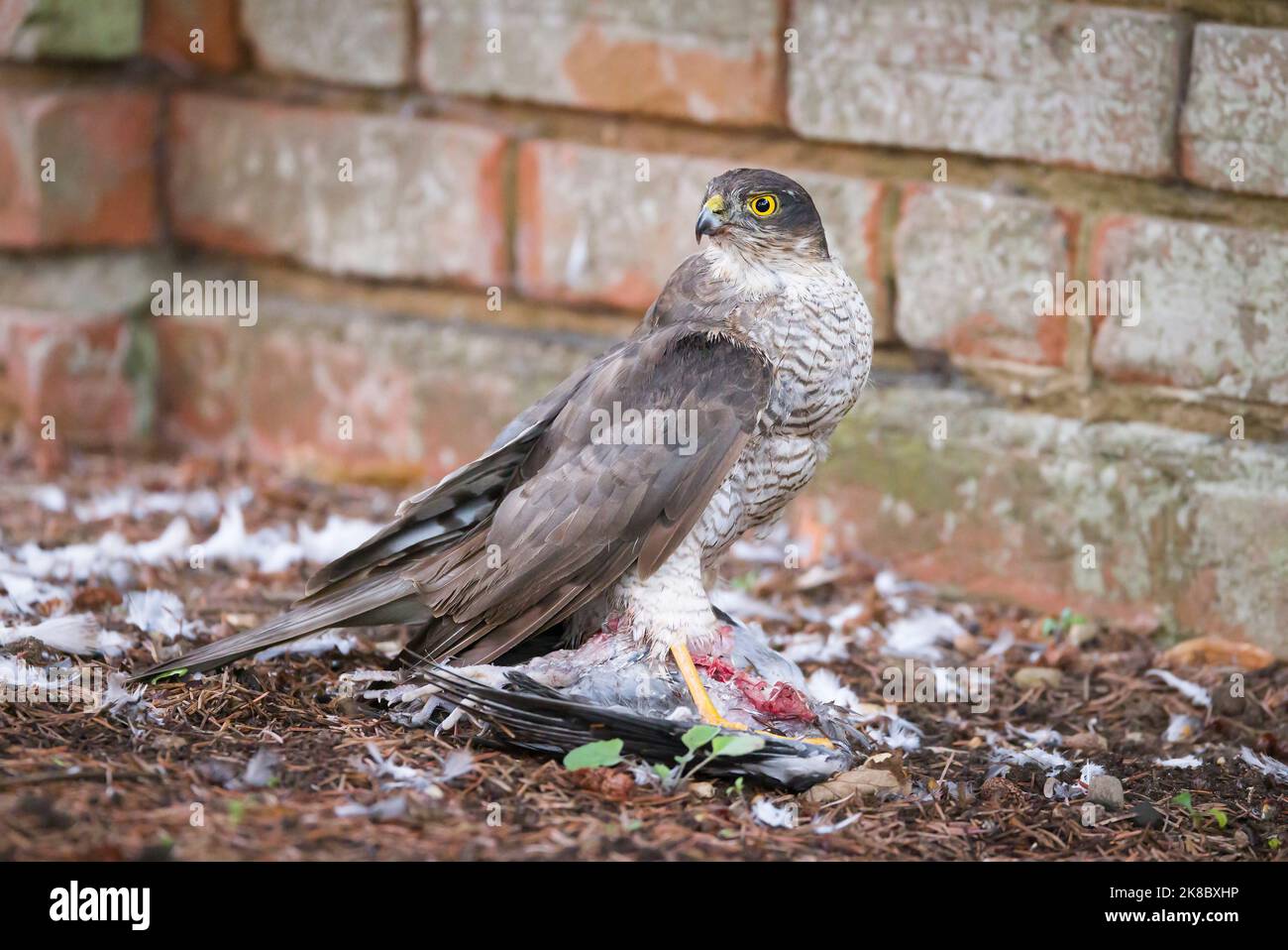 Eurasian sparrowhawk (accipiter nisus) eating its prey, a dead wood ...