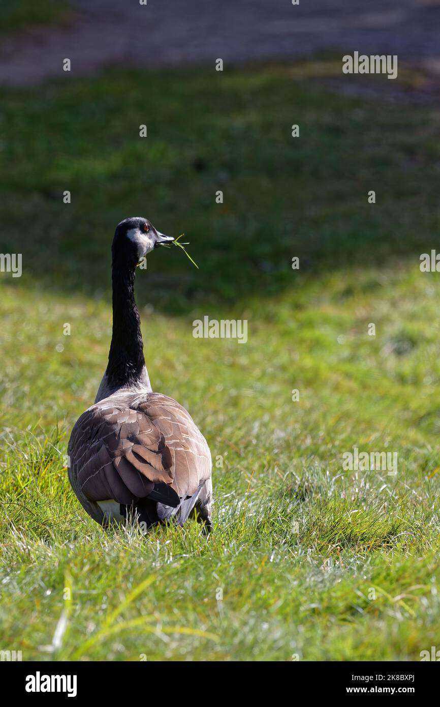 Canada goose (Branta canadensis), or Canadian goose, in a green grass ...