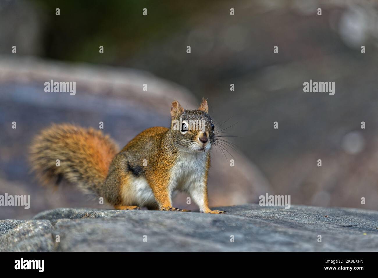 Eastern gray squirrel (Sciurus carolinensis) on a rock a Canadian Park ...