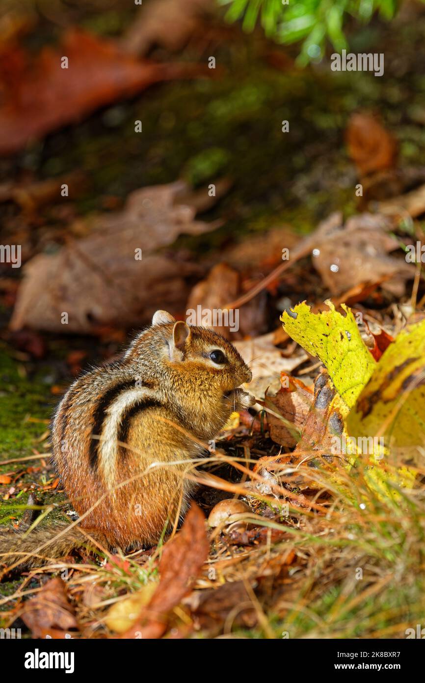 An eastern chipmunk with a nut in the fallen leaves of a Canadian Park ...