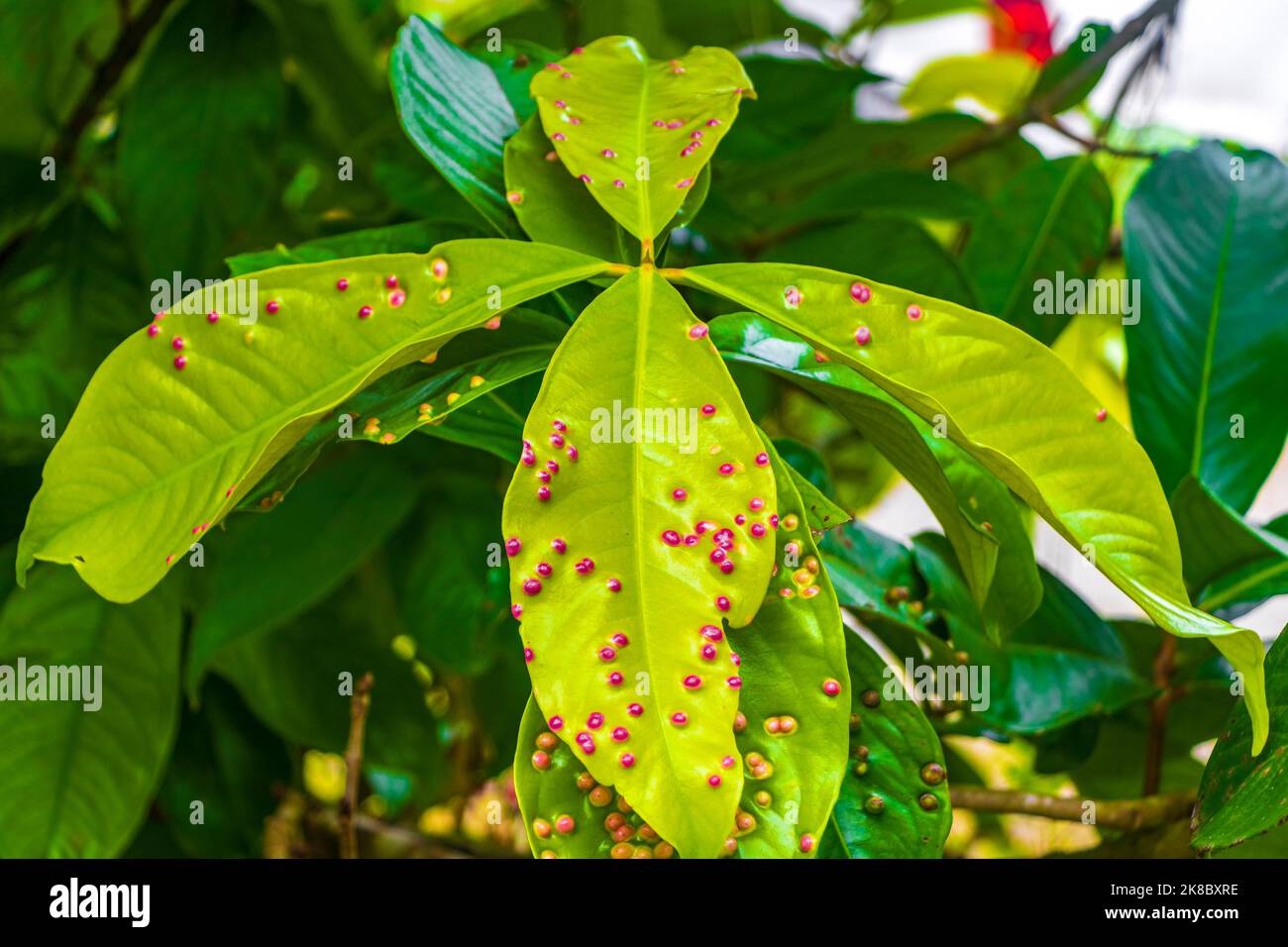 Tropical nature with palm trees flowers plants in jungle forest in ...