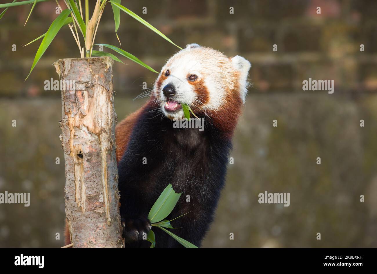 Red panda or lesser panda (ailurus fulgens) eating bamboo in captivity ...
