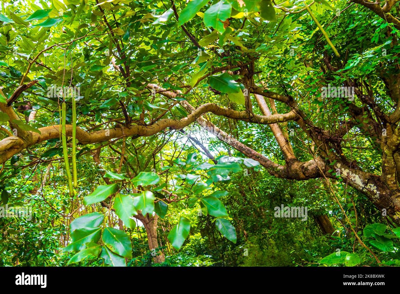 Tropical nature with palm trees flowers plants in jungle forest in ...