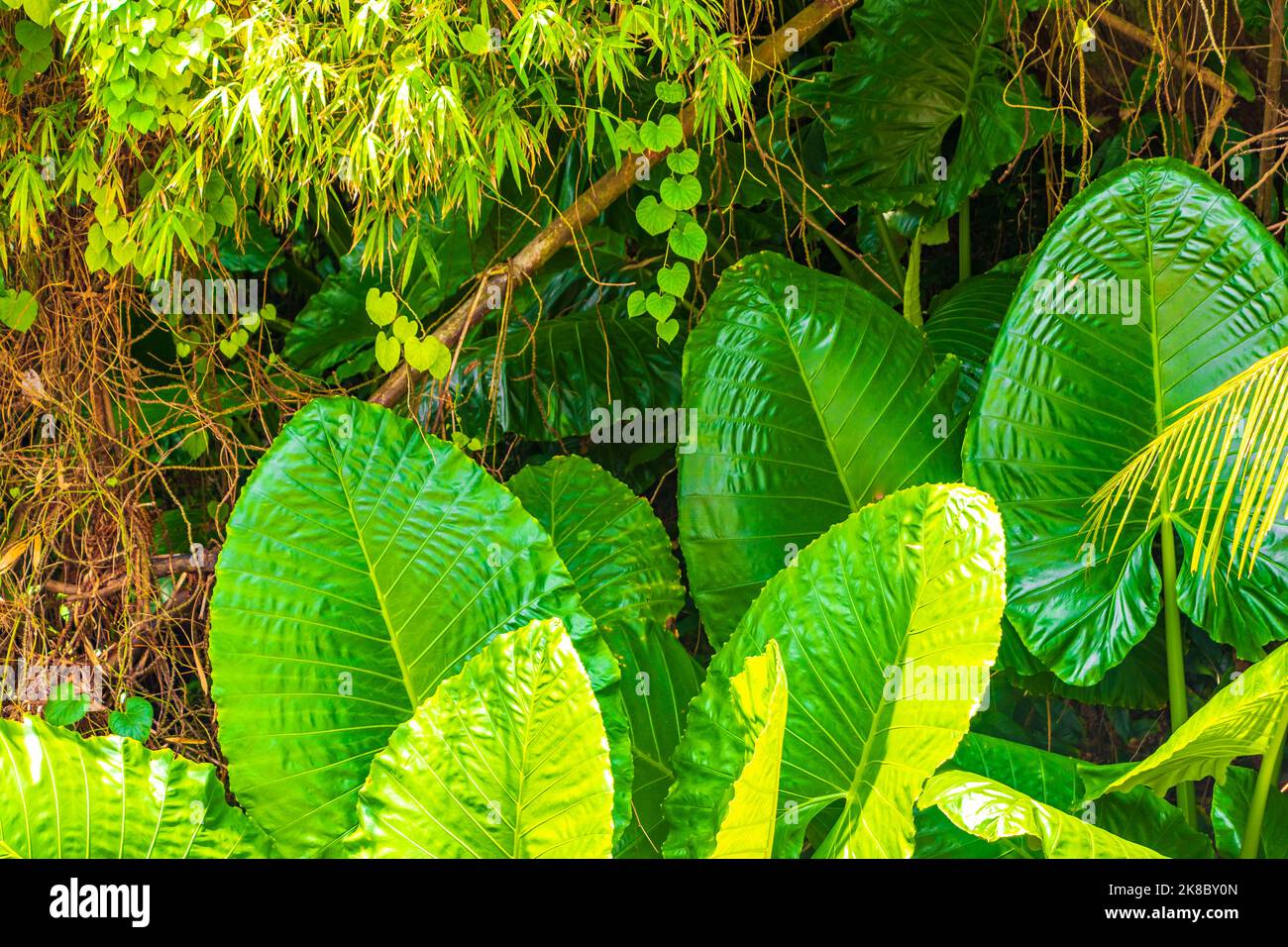 Elephant ear Alocasia the tropical giant leaf plant in Sakhu Thalang on Phuket island Thailand ...