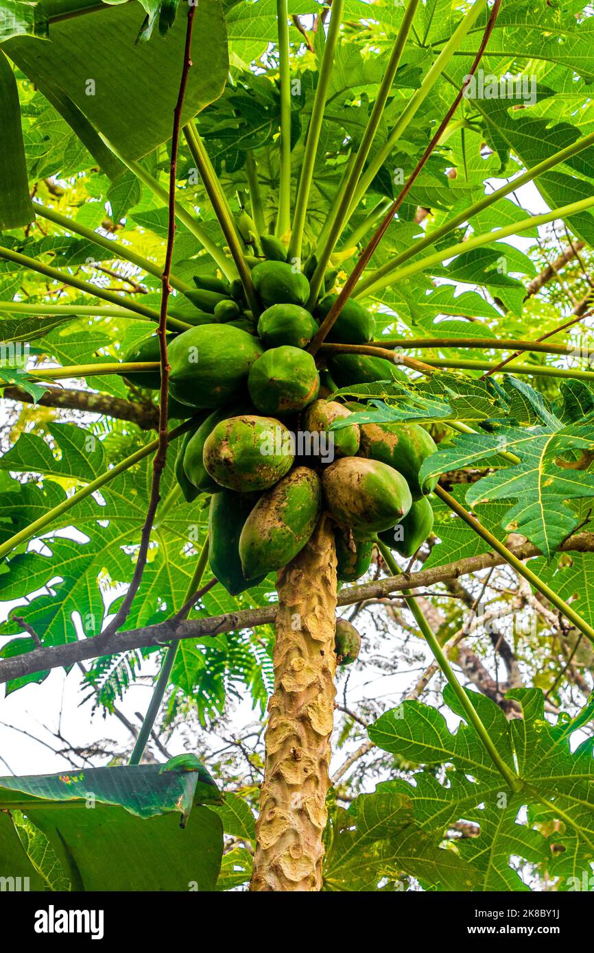 Beautiful papaya tree in tropical nature in Sakhu Thalang on Phuket ...