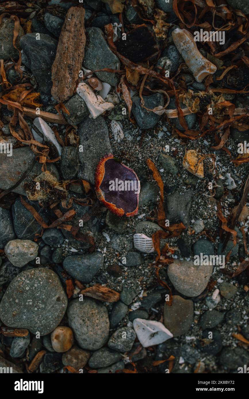 inside purple crab shell on rocky beach, Seattle Stock Photo - Alamy