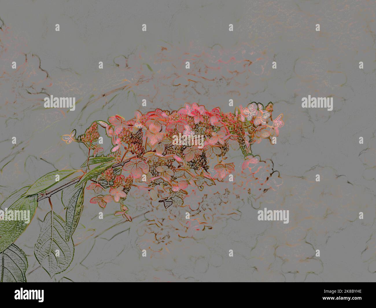 Close up of the computer generated flower head drawing of the perennial ...