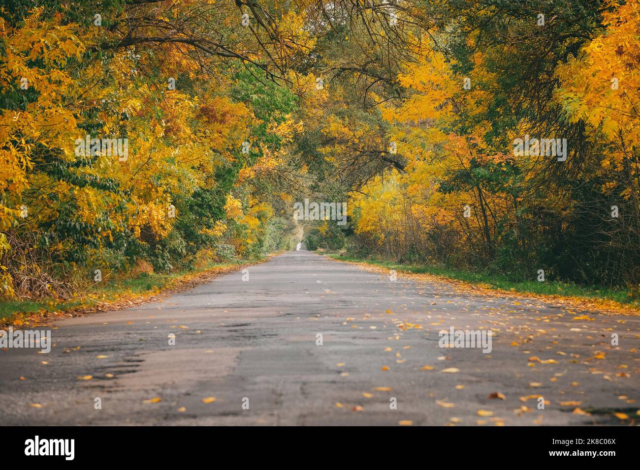 Tunnel autumn road hi-res stock photography and images - Alamy