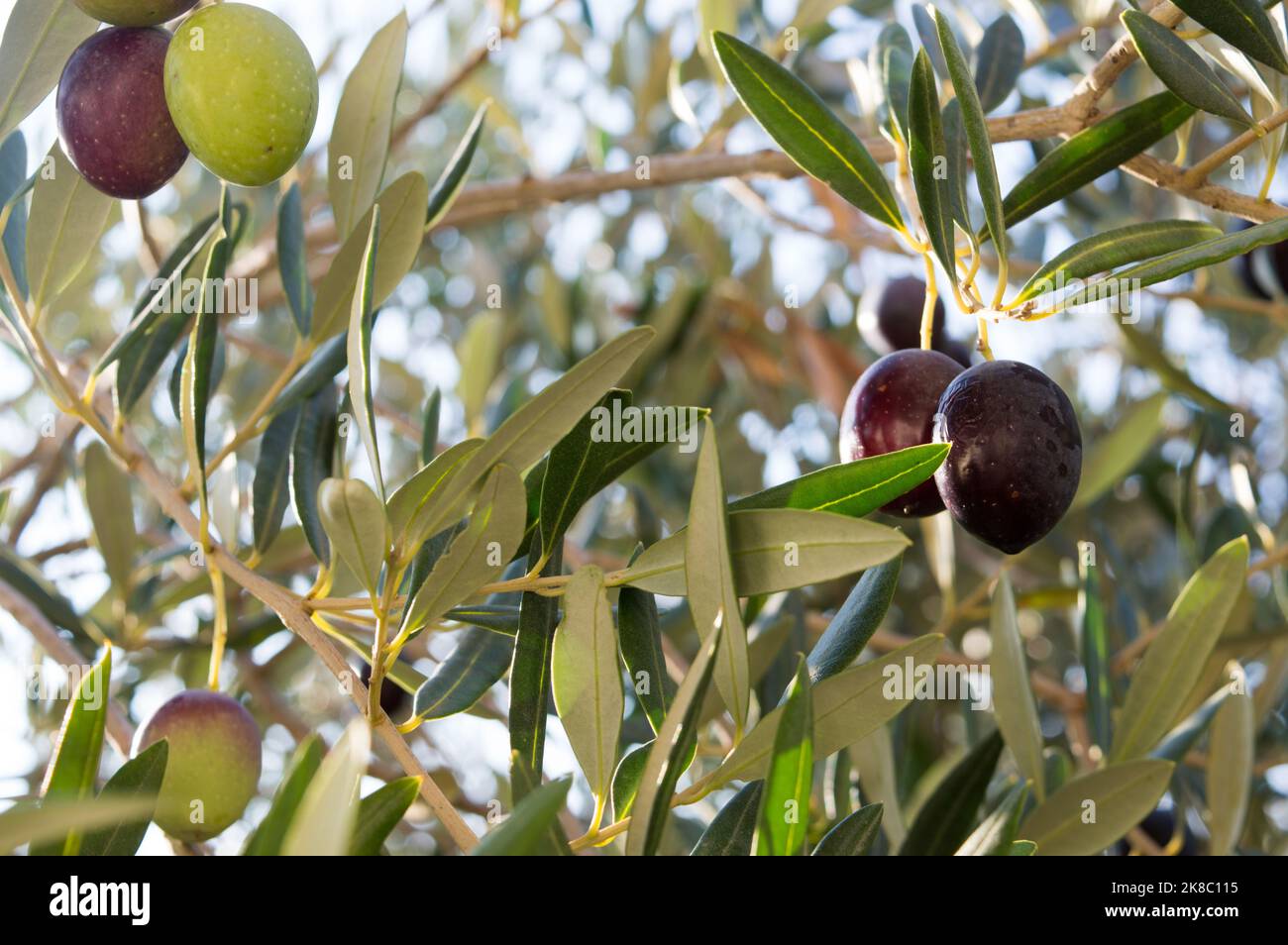 Mature olives on the tree, Olea Europaea, ready for the harvest ...