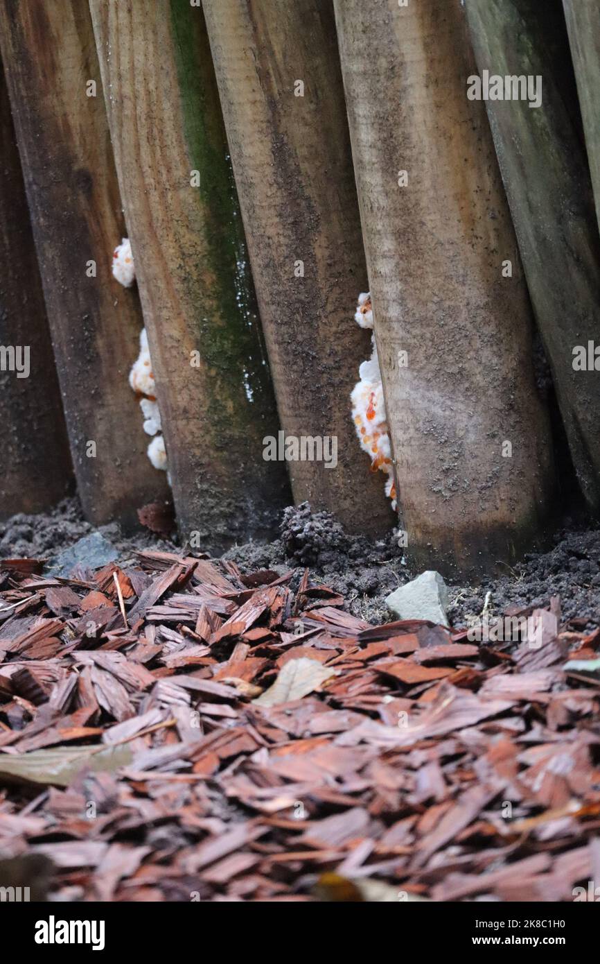 reddish-brown corky spine Fungus between Garden stakes Stock Photo - Alamy