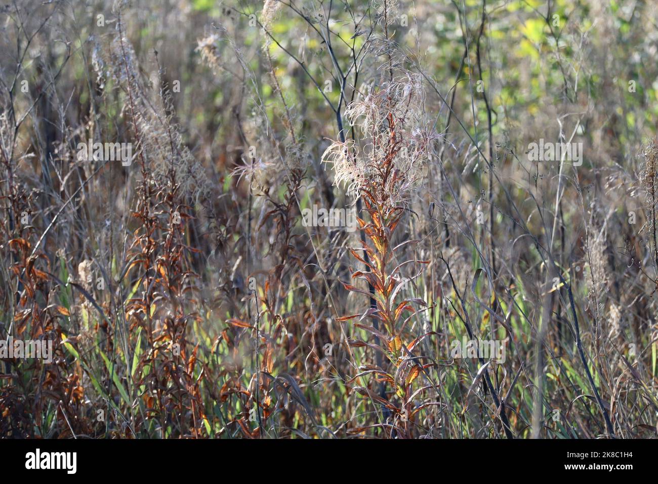 Narrow leaved fireweed hi-res stock photography and images - Alamy