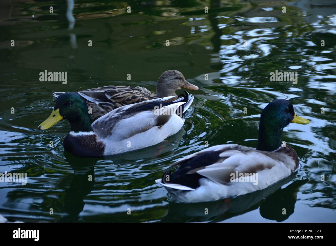 Ducks swimming in the pond, green and dark ducks. Floating bird ...