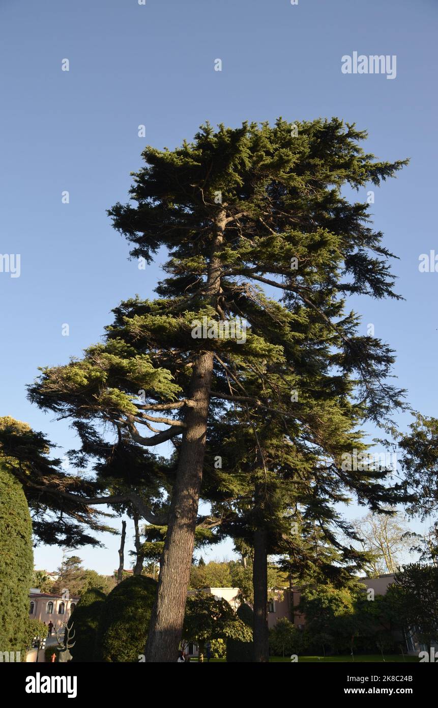 Peanut tree hi-res stock photography and images - Alamy