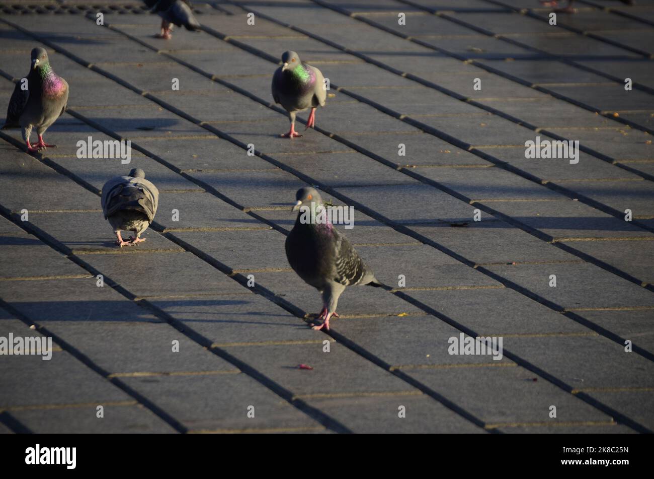 City pigeons chasing bait. Dark pigeon. İstanbul, Turkey Stock Photo ...