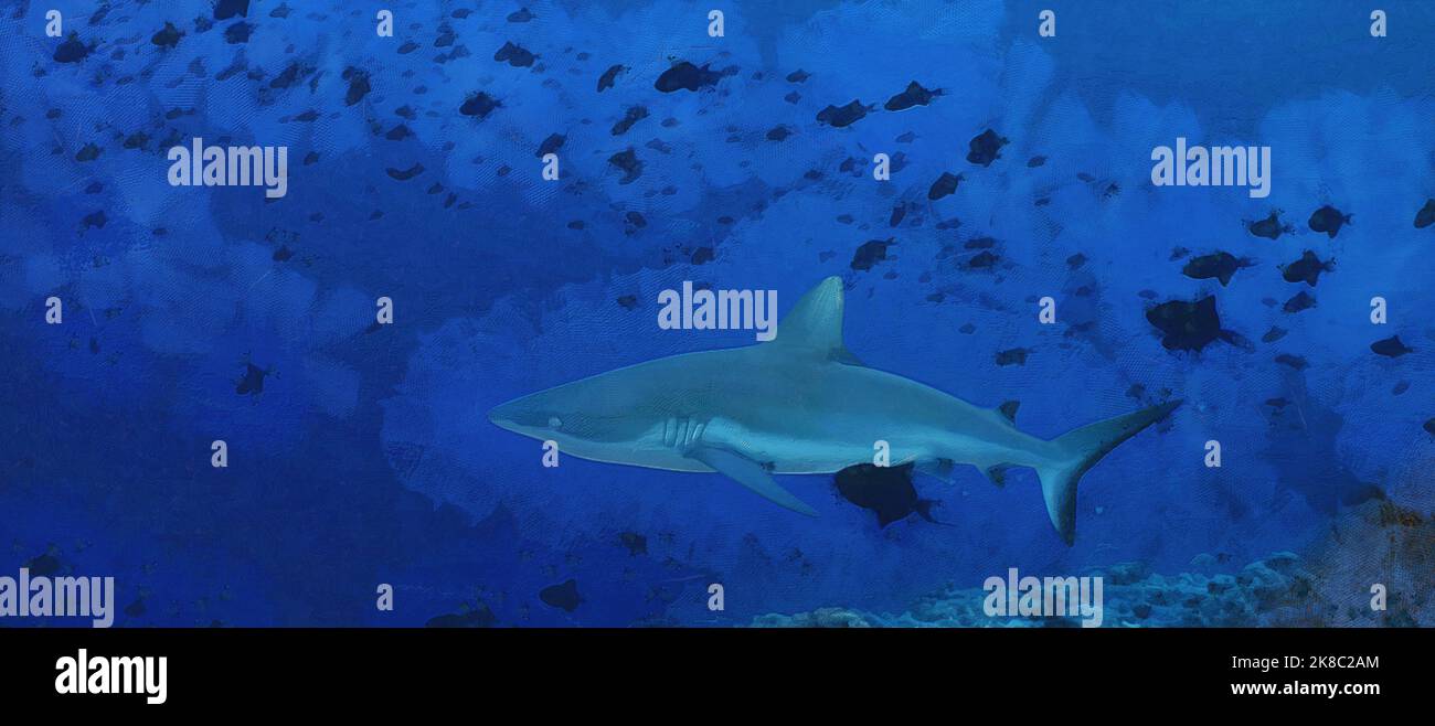 White shark in the middle of a school of fish, wide panoramic view ...
